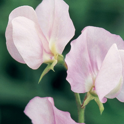 Unwin Flower Seeds Sweet Pea Prima Donna