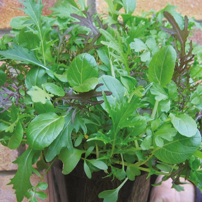 Unwins Vegetable Seeds Salad Leaf Oriental Mix