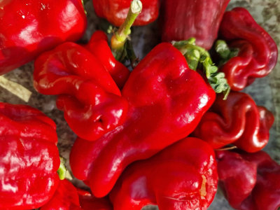 Urfa Biber Chilli Seeds - 10 Fresh Seeds