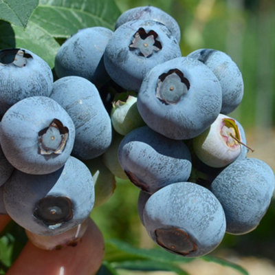 Vaccinium Nelson - Hardy Fruit Shrub, Blueberry Fruits, Low Maintenance ...