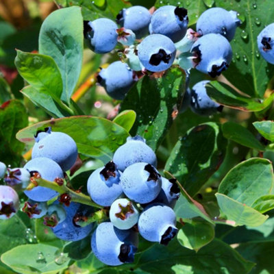 Vaccinium Nelson - Hardy Fruit Shrub, Blueberry Fruits, Low Maintenance ...