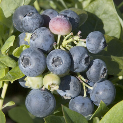 Vaccinium Spartan - Hardy Fruit Shrub, Blueberry Fruits, Low ...