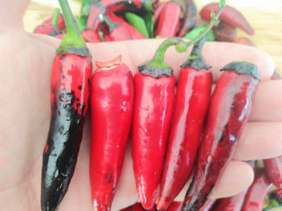 Vampire Chilli Seeds - 10 Fresh Seeds