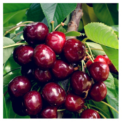 Van' Cherry Tree 4-5ft in a 6L Pot, Large, Dark Red, Sweet & Juicy Cherries