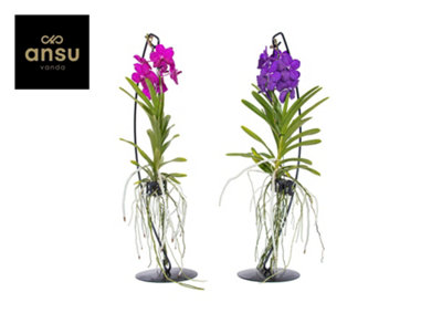 Vanda Mixed Standaard, 15cm Pot Size, 50cm Tall, Orchid