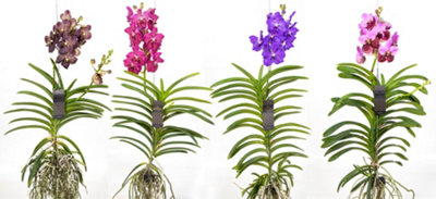 Vanda Mixed XXl, 45cm Pot Size, 100cm Tall, Orchid