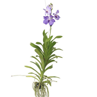 Vanda Orchid - Vanda New Blue - Height 55-65cm
