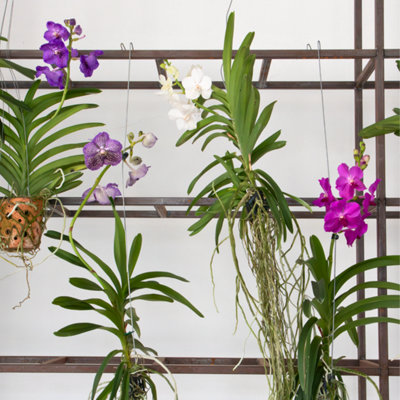 Vanda Orchid - Vanda New Blue - Height 55-65cm