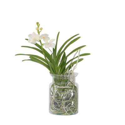 Vanda Orchid - Vanda White - Height 40-50cm - Pot 14cm