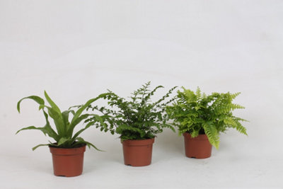 Varens Mixed, 12cm Pot Size, 35cm Tall, Ferns, Indoor Houseplant