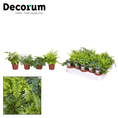 Varens Mixed, 505cm Pot Size, 10cm Tall, Ferns, Indoor Houseplant