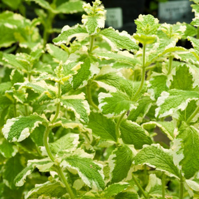 Variegated Applemint Herb Plant - Sweet Aroma, Compact Growth ...