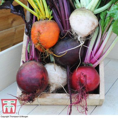 Buy Vegetable Beetroot Rainbow Mixed -20 Plug Plants at B&Q