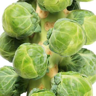 Vegetable Brussels Sprout Continuity Collection Plug Plants 22mm LL ...