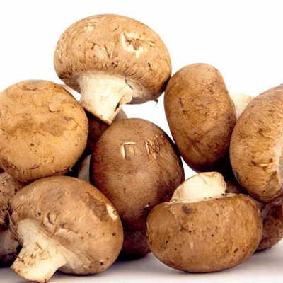 Vegetable Hard Good Mushroom Windowsill Kit Brown 7.5 Litre Prepack x 1 ...
