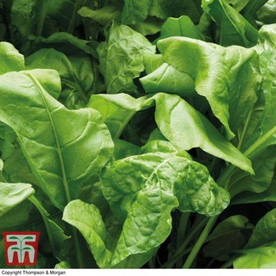 Vegetable Leaf Beet Perpetual Spinach 22mm LL Plug Plant x 20