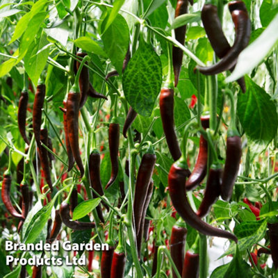 Vegetable Pepper (Chilli) Hot Patio Montezuma 9cm Pot x 3 (Peat Free)