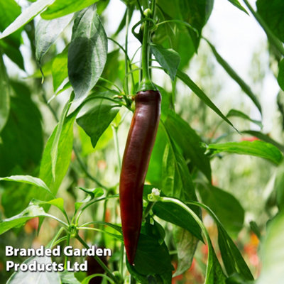 Vegetable Pepper (Chilli) Hot Patio Montezuma 9cm Pot x 3 (Peat Free)