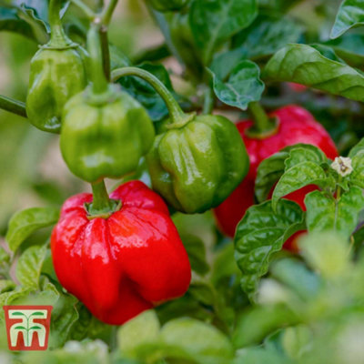 Vegetable Pepper (Chilli) Hot Patio Scotch Bonnet Red 9cm Pot x 1 (Peat ...