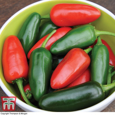 Vegetable Pepper (Chilli) Med Patio Jalapeno 9cm Pot x 3 (Peat Free)
