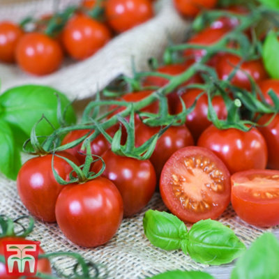 Vegetable Tomato Rubylicious 21mm LL Plug Plant x 6 (Peat Free)