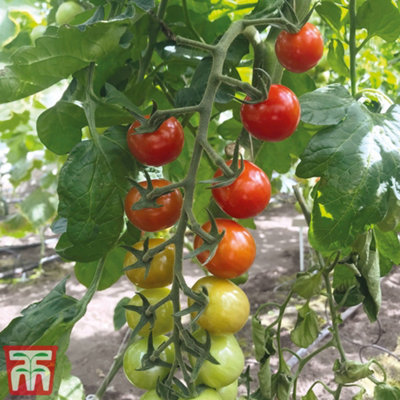 Vegetable Tomato Rubylicious 21mm LL Plug Plant x 6 (Peat Free)