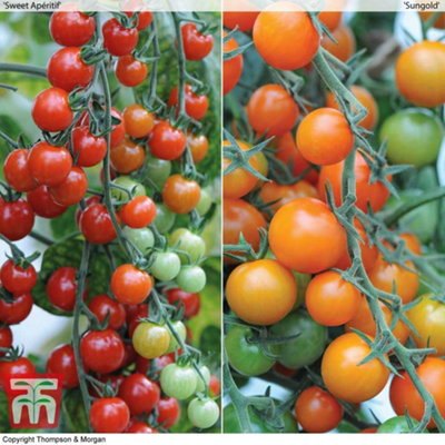 Vegetable Tomato Sweetest Duo Peat Free 21mm LL Plug Plant x 6