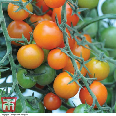 Vegetable Tomato Sweetest Duo Peat Free 21mm LL Plug Plant x 6