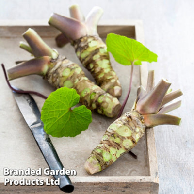 Vegetable Wasabi Mephisto Green - 1 Plant