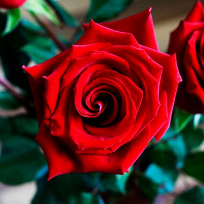 Velvety Red Hybrid Tea Rose - Fragrant Disease Resistant - Bare Root