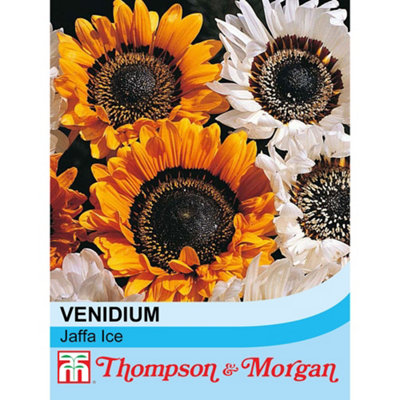 Venidium Fastuosum Jaffa Ice 1 Seed Packet (180 Seeds)