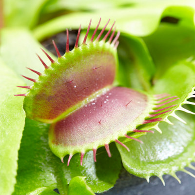 Venus Fly Trap - Houseplant in 9cm Pot, Ideal for Home, Office, Kitchen ...