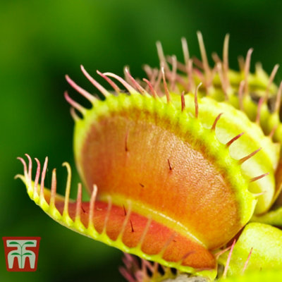 Venus Fly Trap Houseplant - Potted Plant x 3 - Carnivorous Plant
