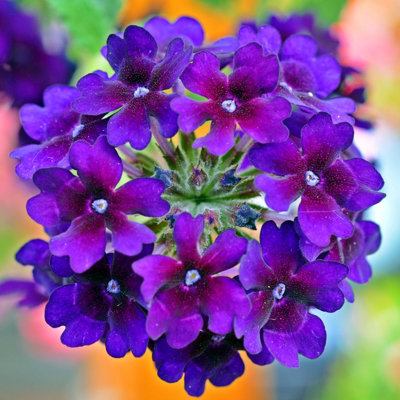 Verbena Blue Bedding Plants 1 x 6 Pack - Pollinator Friendly Garden ...