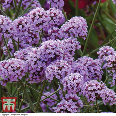 Verbena Bonariensis 1 Litre Potted Plant x 2