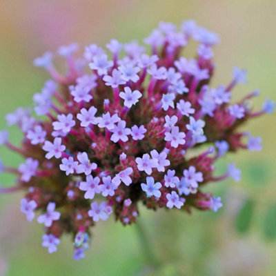 Verbena Bonariensis 9cm Potted Plant x 1