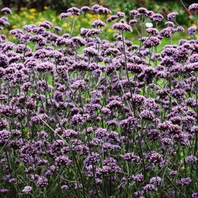 Verbena Bonariensis 9cm Potted Plant x 1
