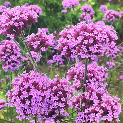 Verbena Bonariensis 9cm Potted Plant x 1