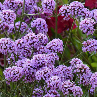 Verbena Bonariensis 9cm Potted Plant x 1