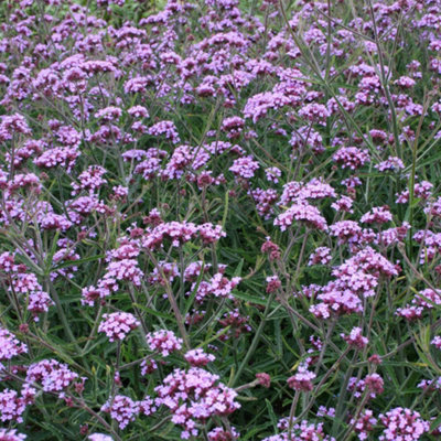 Verbena bonariensis Lollipop 1 Litre Potted Plant x 2