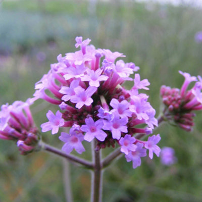 Verbena Bonariensis Lollipop 3 Litre Potted Plant x 1