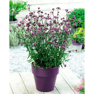Verbena bonariensis Lollipop 9cm Potted Plant x 1
