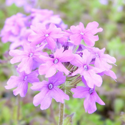 Verbena Homestead Purple 1 Litre Potted Plant x 1