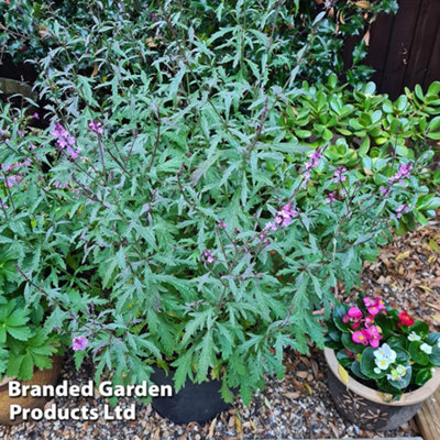 Verbena Lavender Lace 9cm Potted Plant x 1
