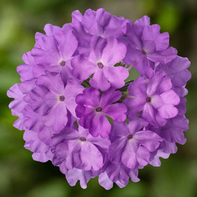 Verbena Lilac Bedding Plants 2 x 6 Pack - Pollinator Friendly Garden ...
