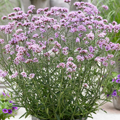 VERBENA LOLLIPOP - COMPACT PERENNIAL, COLORFUL BLOOMS (10-20CM HEIGHT ...