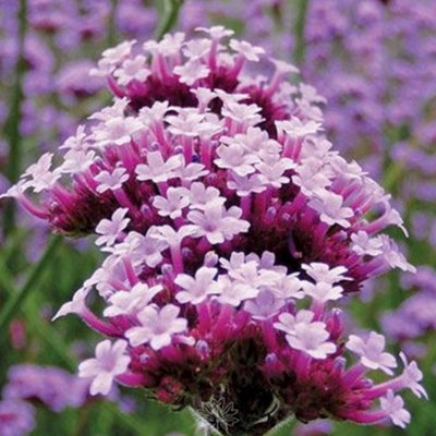 Verbena Lollipop - Compact Perennial, Colorful Blooms (10-20cm Height ...