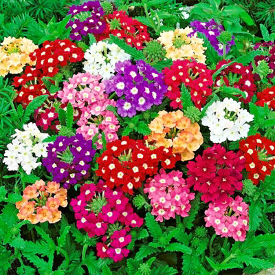 Verbena Mixed Bedding Plants 2 x 6 Pack - Pollinator Friendly Garden ...