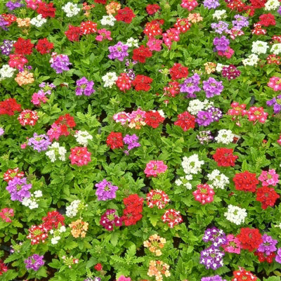 Verbena Mixed Bedding Plants 2 x 6 Pack - Pollinator Friendly Garden ...