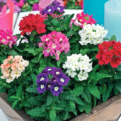 Verbena Mixed Bedding Plants 2 x 6 Pack - Pollinator Friendly Garden ...